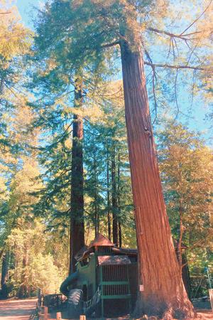 Redwoods River Resort Weddings | Get Prices for Wedding Venues in CA