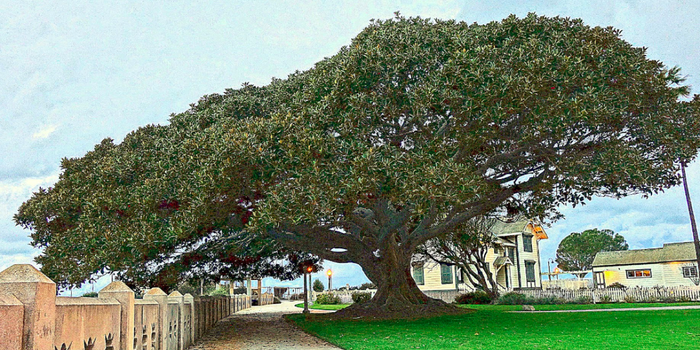 Point Fermin Park Weddings | Get Prices for Wedding Venues in CA